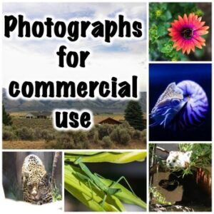 Photographs (animals And More) For Commercial Use - The Daring English ...